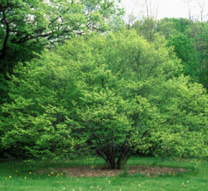 Arbor Day, diversity and the Musclewood tree – Garden Bite