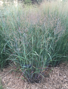 Native grasses – Garden Bite
