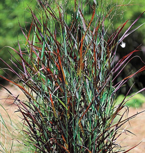 Native grasses – Garden Bite