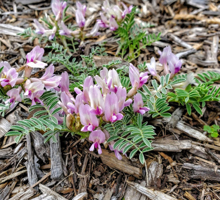 Ground plum and Partridge Pea – 2022 – Garden Bite