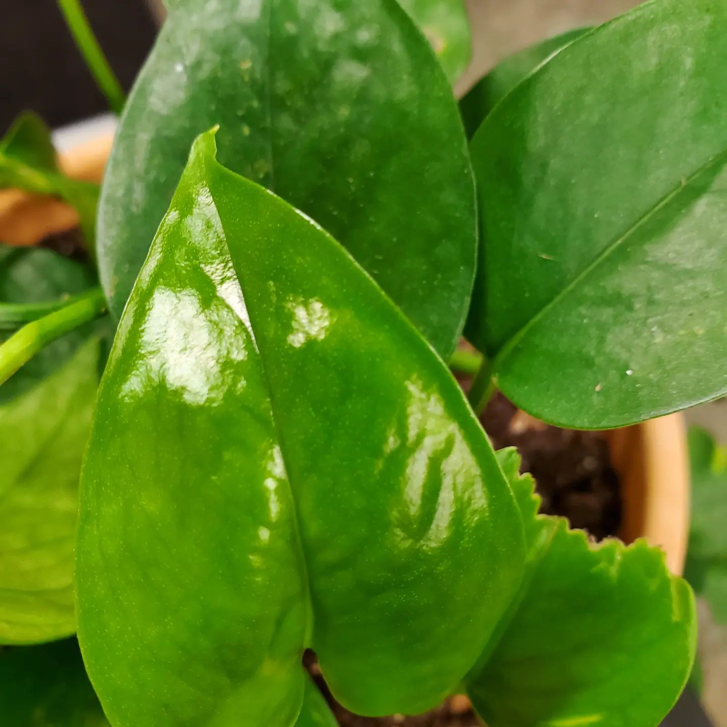 Lawn spots – Fido, Fifi or Snow mold – Garden Bite